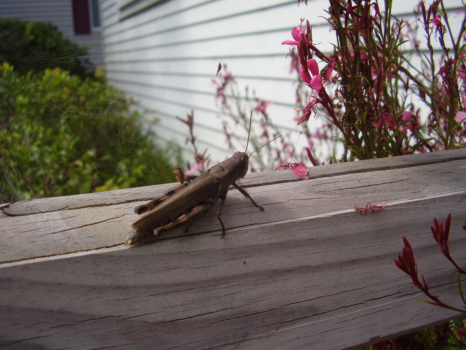 Life In Michigan: A Really Large Grasshopper On Our Front Porch Rail!!