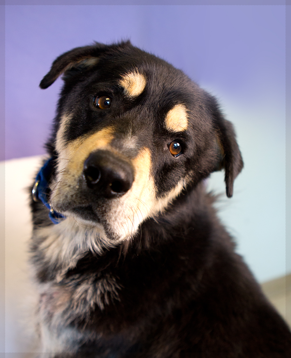 Shelter Dogs of Portland: "LEROY" mature relaxed American Shelter dog ...