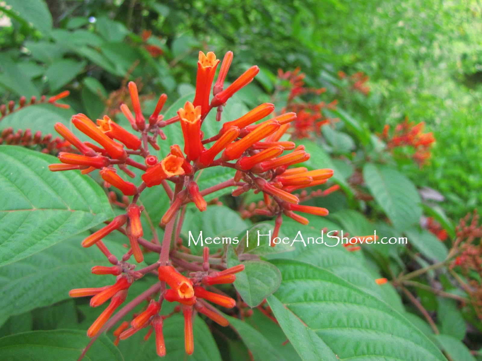 Hoe and Shovel: Firebush :: Native or Non-Native?