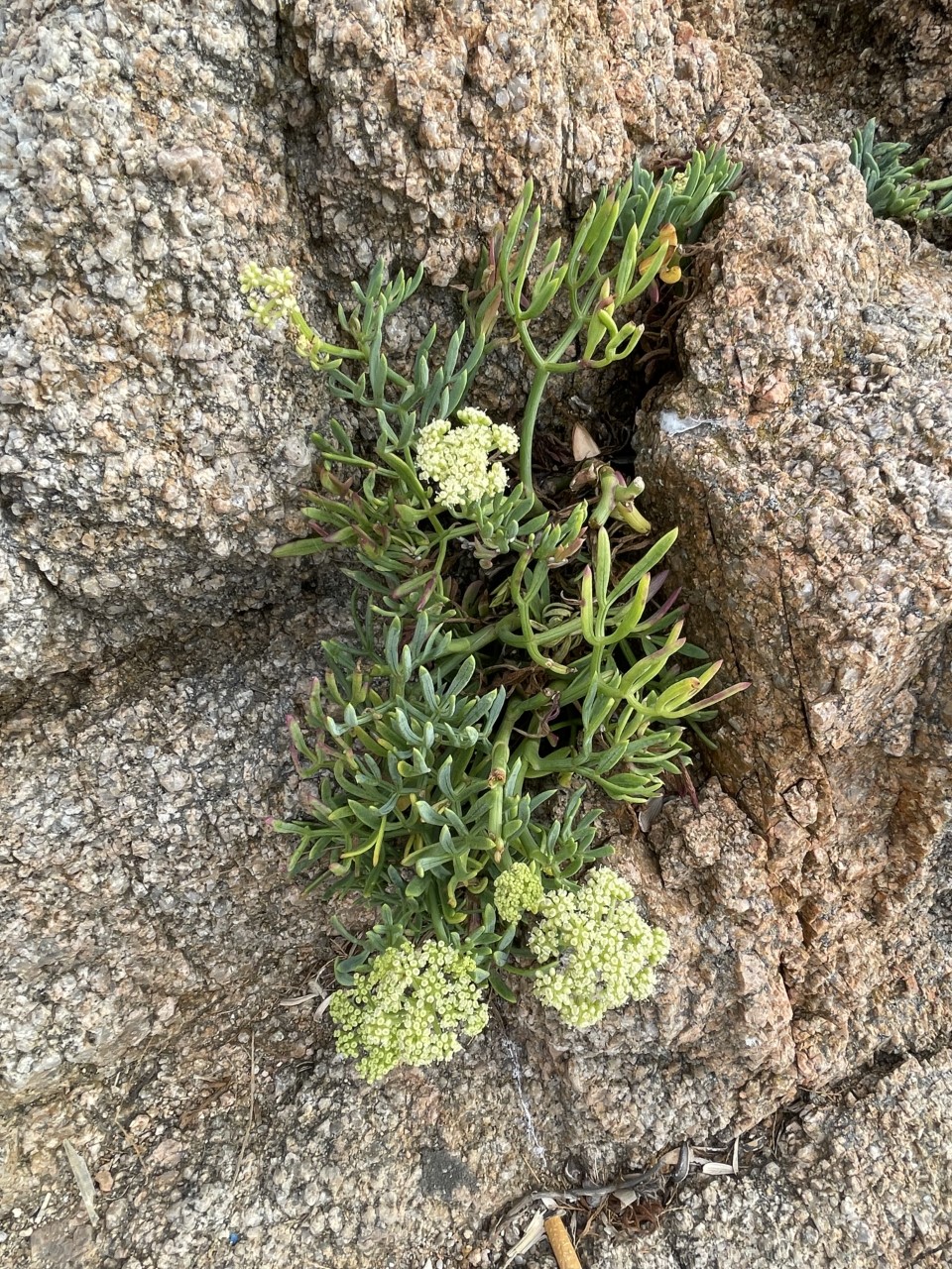 Gastronomia Salvatge i Cuina Silvestre: El fonoll marí, sabor de mar