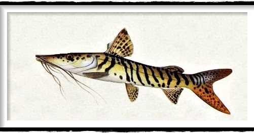 ! PALABRAS INTERESANTES, HERMOSAS, RARAS Y DIVERTIDAS: SURUBÍ ...