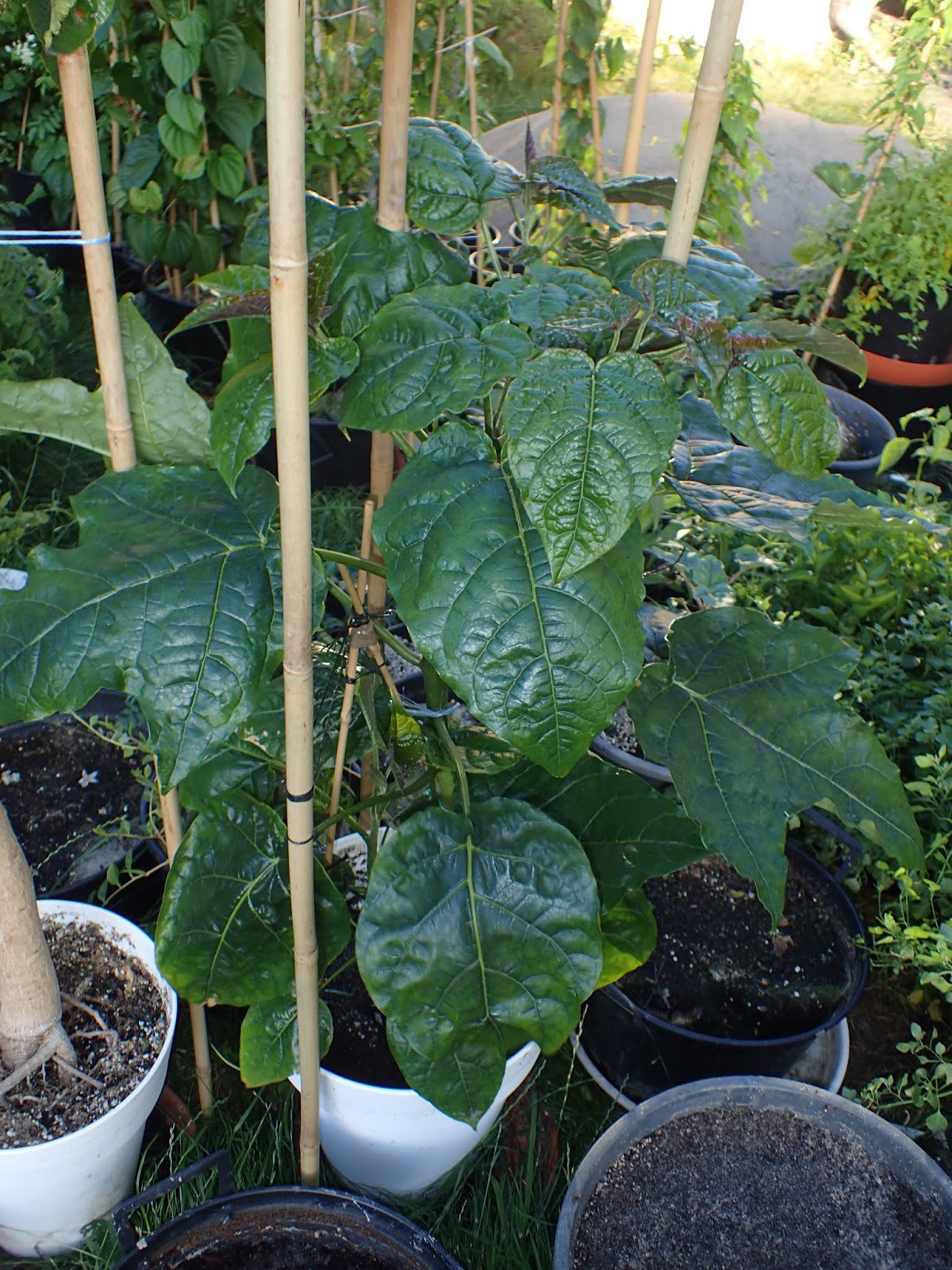 Scirpidiella's Plants: Hybrid of Hardy Tamarillo’s (Cyphomandra ...