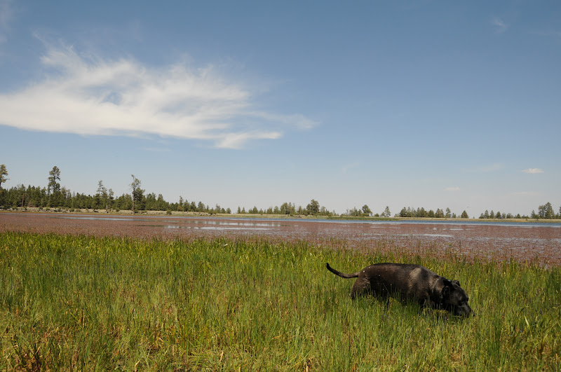 Arizona Hiking: 6/3/12 - 6/10/12