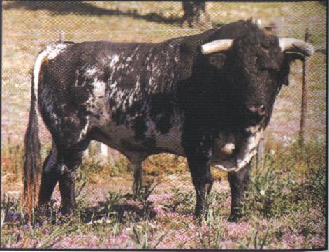 La fauna en la península ibérica: Mamíferos