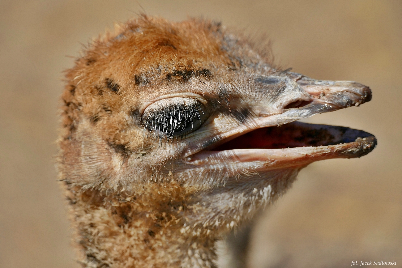 FotoBlog Jacek Sadłowski