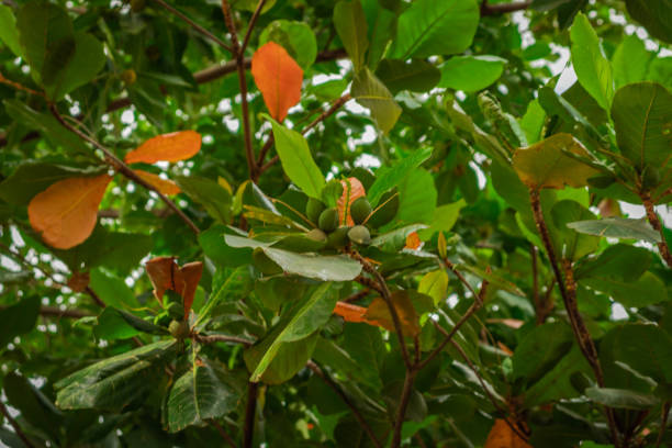 Top 10 Fast Growing Trees for Shade in India | Greenfarm Facts