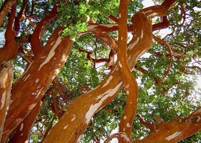 BARILOCHE EXPLORERS: VICTORIA ISLAND AND THE ARRAYANES FOREST