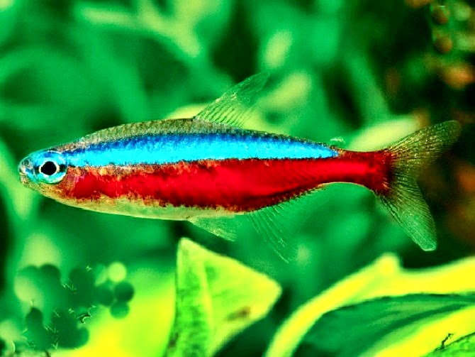 Ikan Hias Air Tawar - Akuarium Ikan Hias