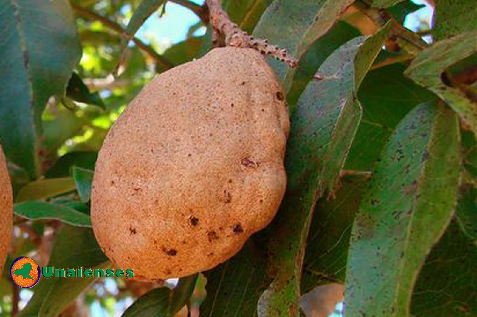 Unaienses: Baru - O Viagra do Cerrado