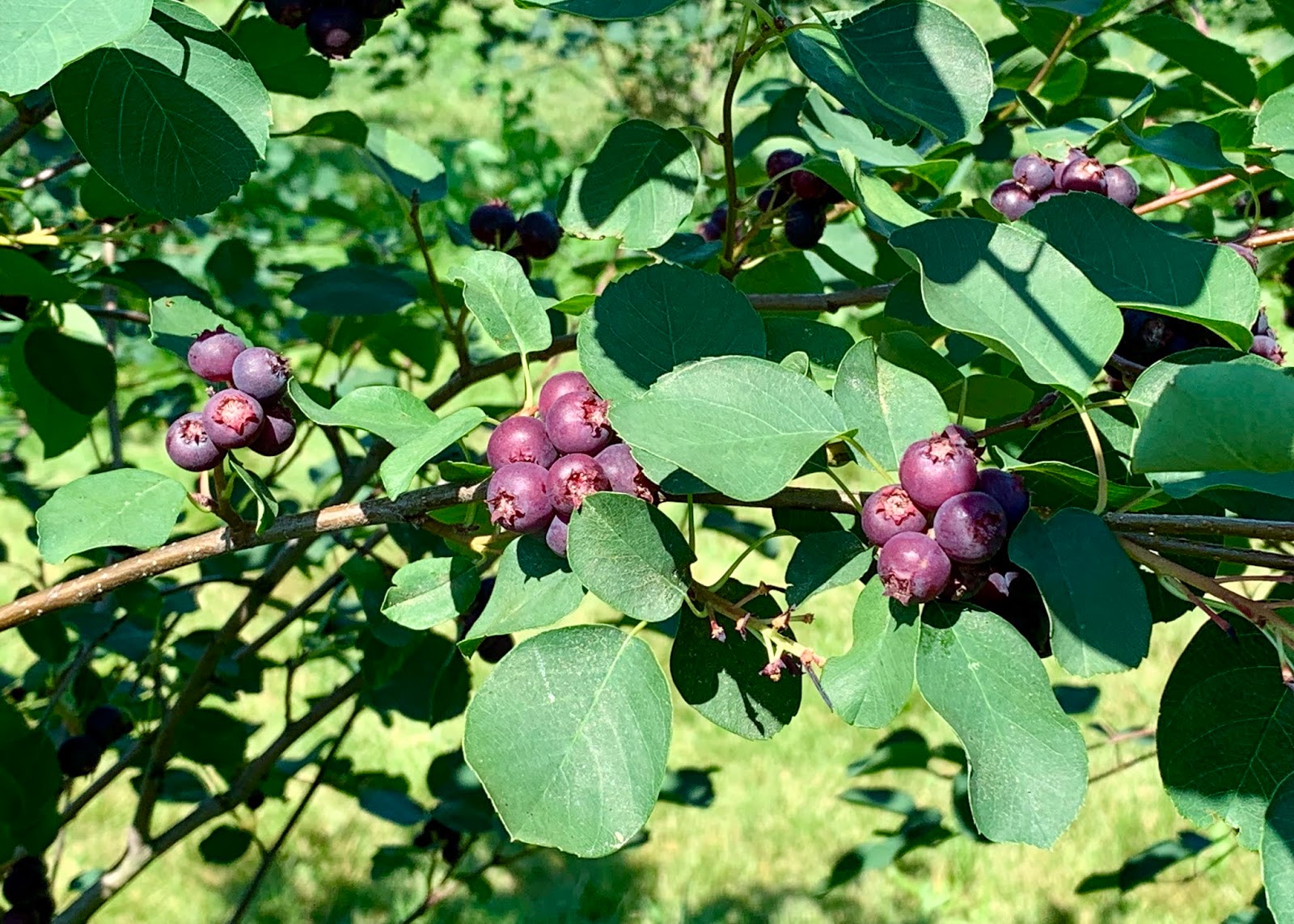 Red House Garden: Juneberries
