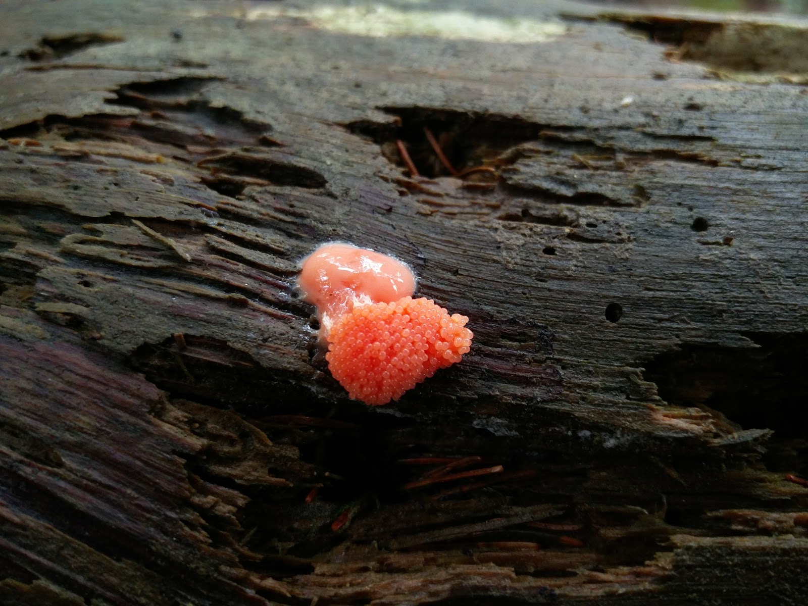 Misidentifying Fungi: July 2017