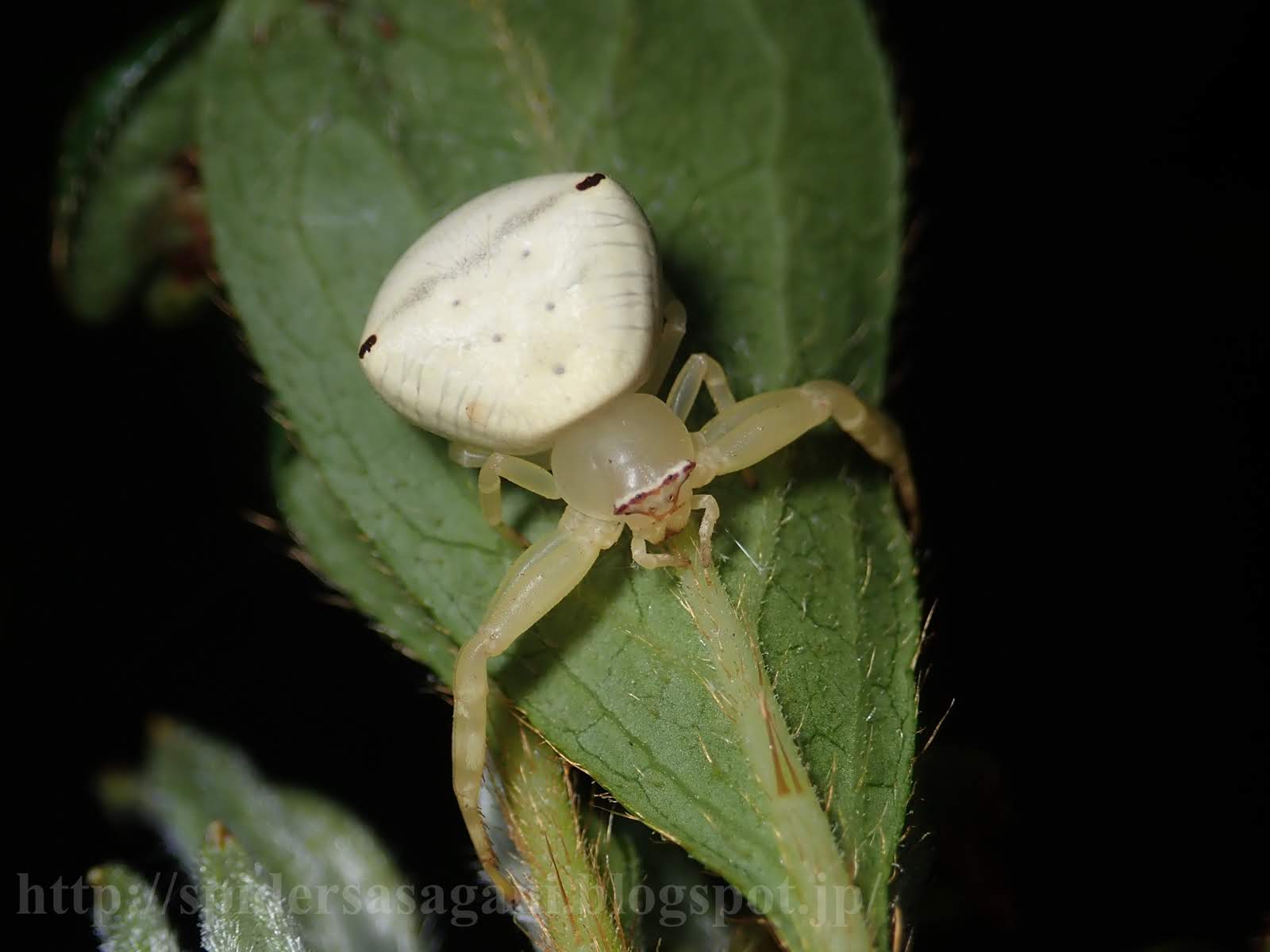 細蟹屋: Thomisidae カニグモ科