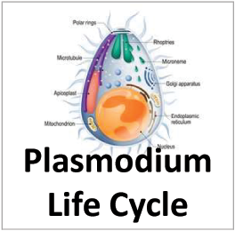 Online Taleem: Plasmodium Life Cycle