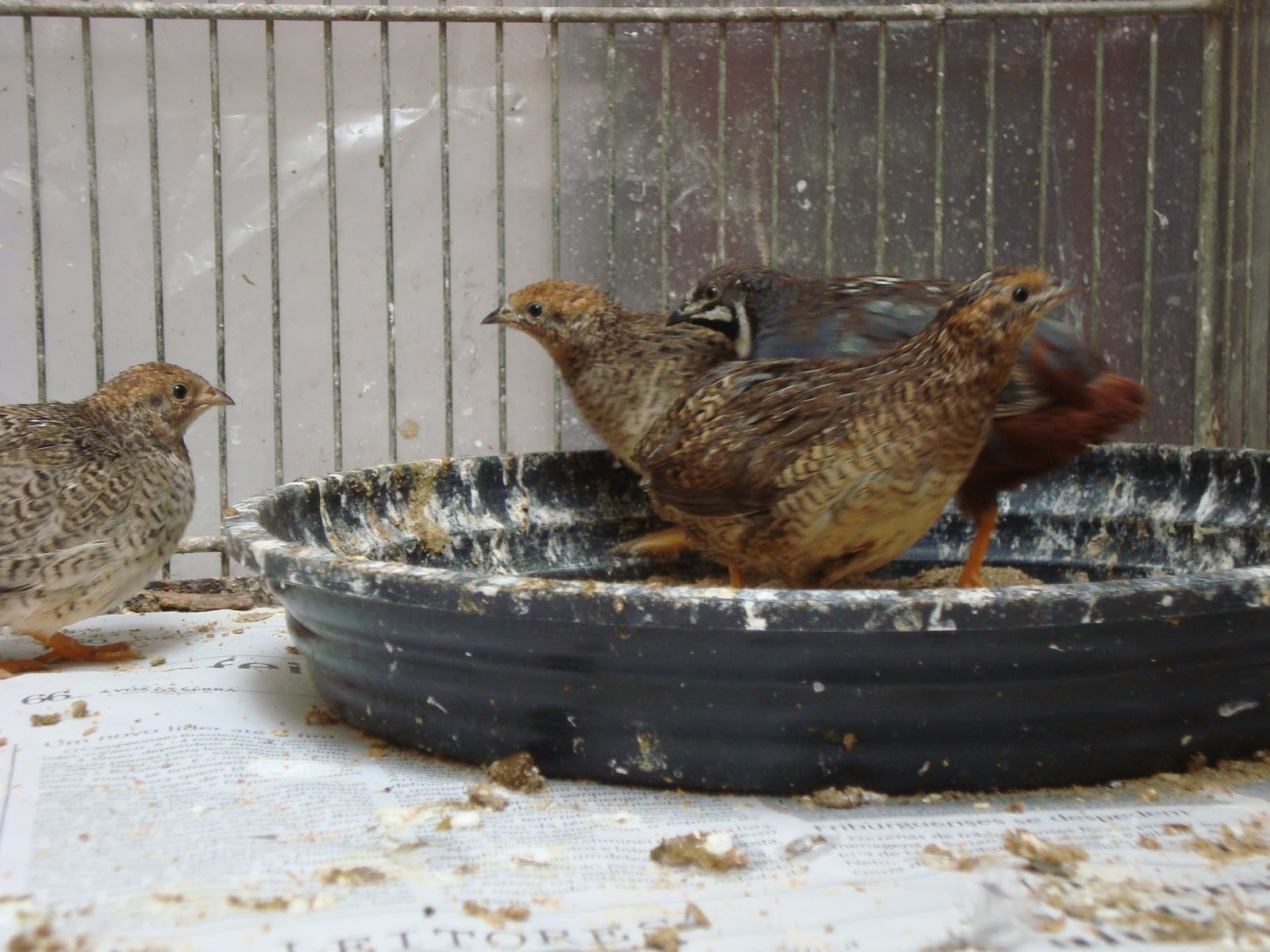 codorna chinesa: Codorna Chinesa Blue Face , Cinnamon (Canela) , Silver ...