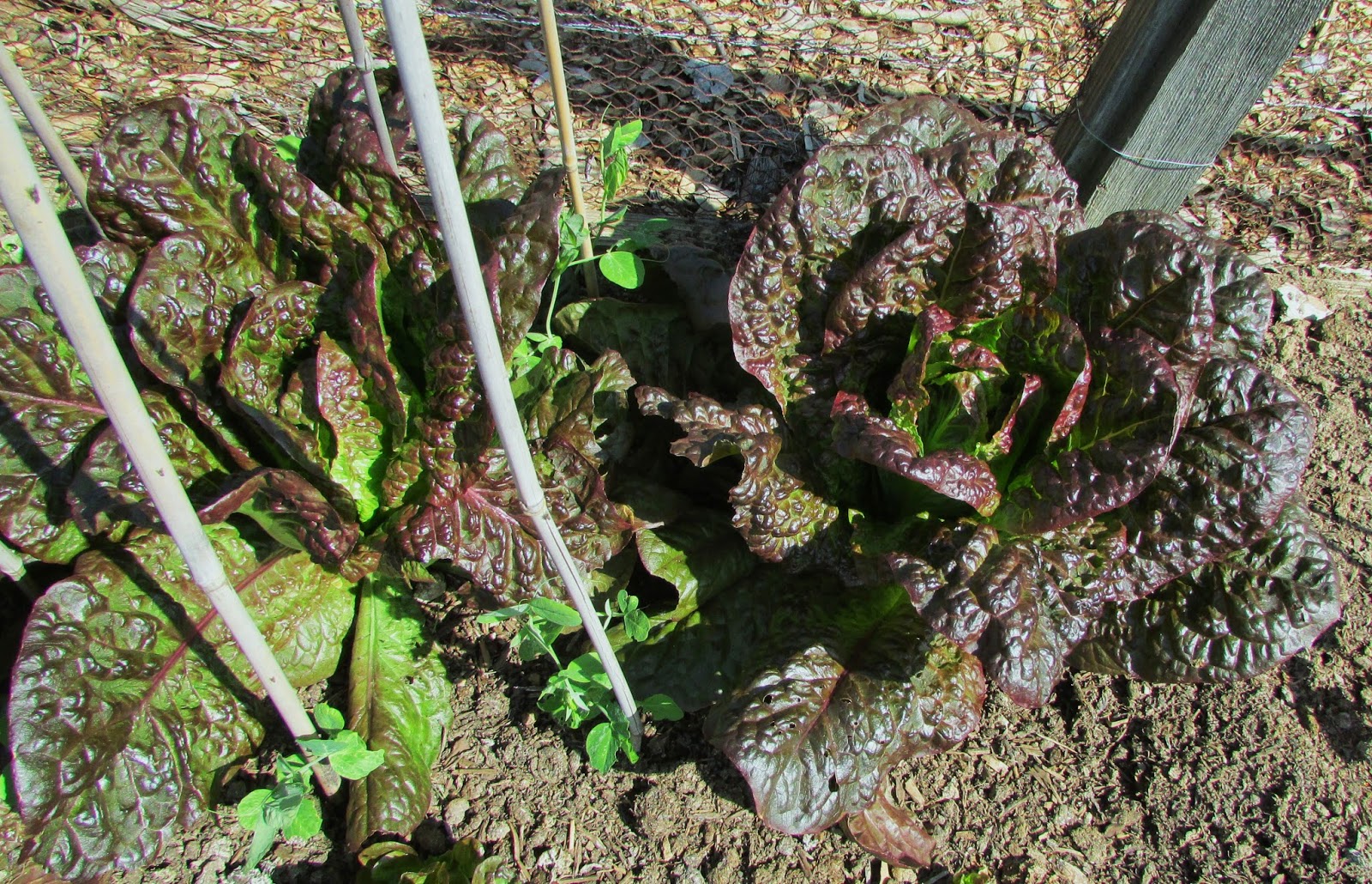 Thyme In A Bottle: Garden Plot Update 2014