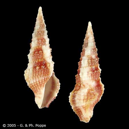 Catalogue of Organisms: August 2013