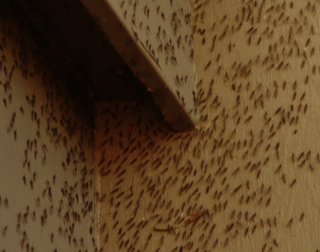 Bayou Lady: Millions of Midges!