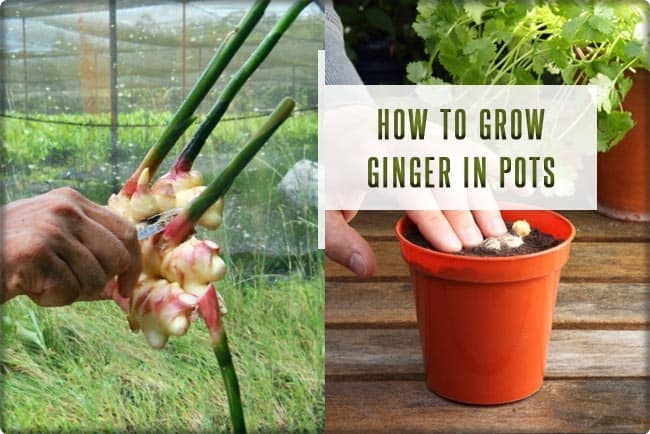 How to Grow ginger at home in a pot