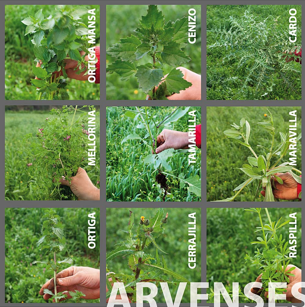 Isla de pan: Agro-ecosistema