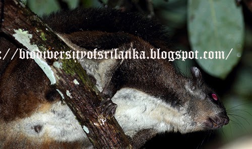 Biodiversity of Sri Lanka: First physical observation of Petinomys ...