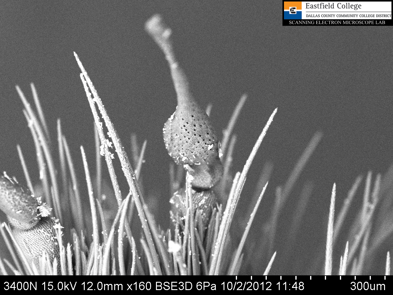 Scanning Electron Microscope Blog: October 2012