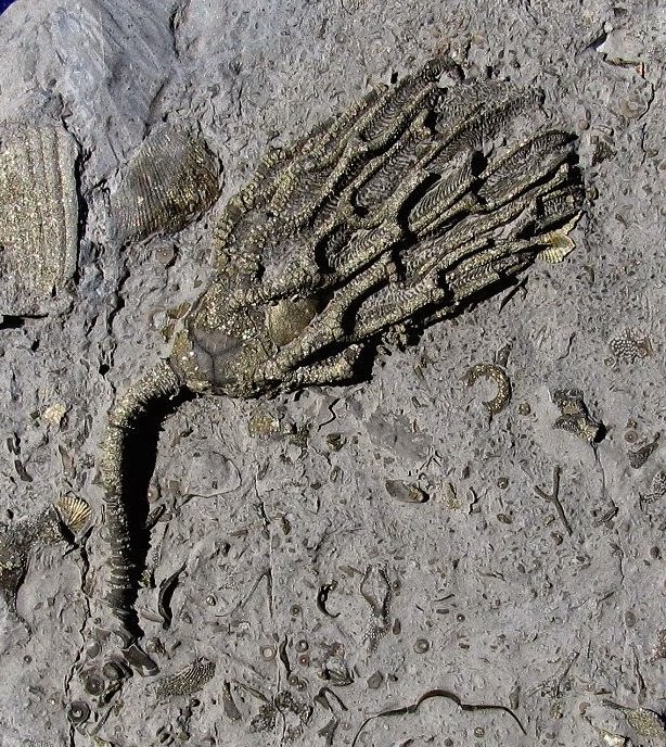 The Echinoblog: Pyritized Fossils! All that Glitters is not gold ...