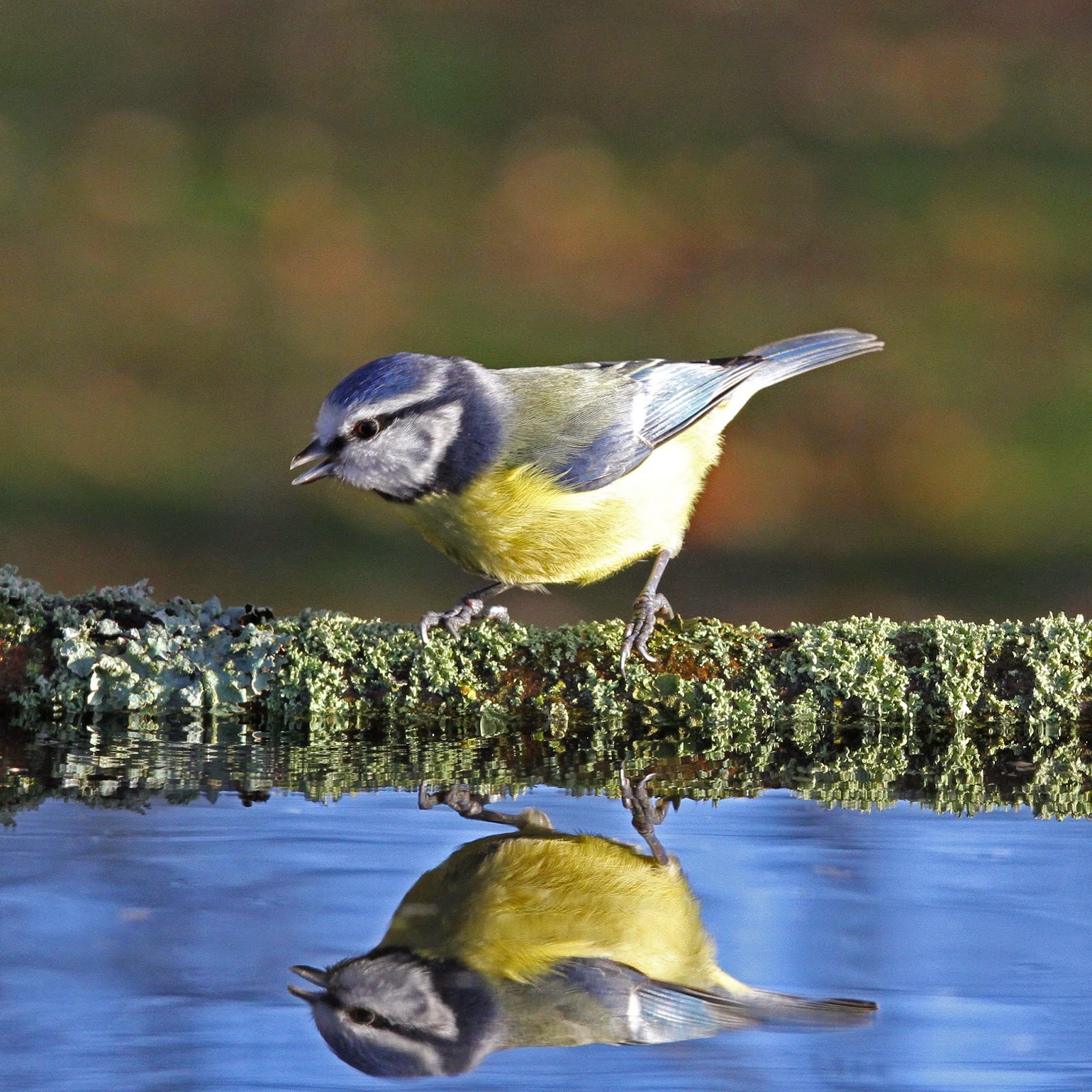 TrogTrogBlog: Bird of the week - Blue tit