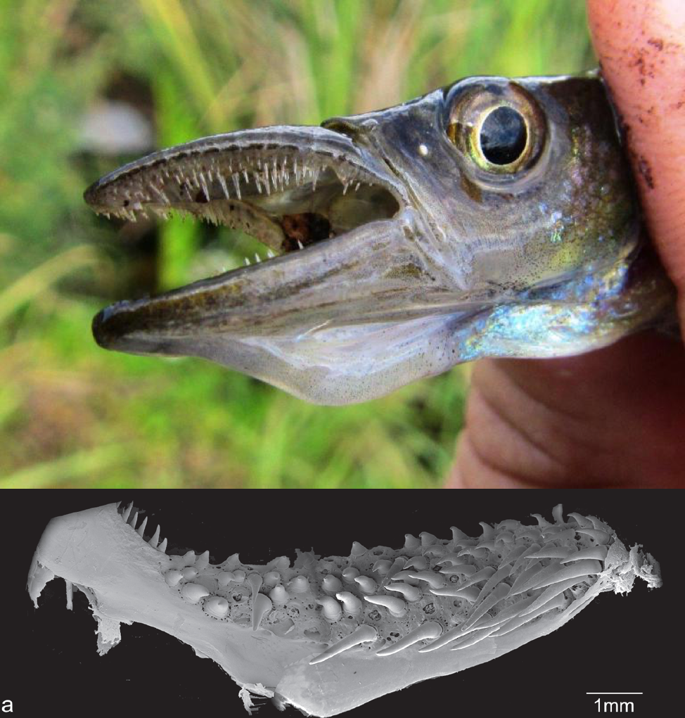 Virginia Tech Ichthyology Class : Pike Killifish: A Small, Specialized ...