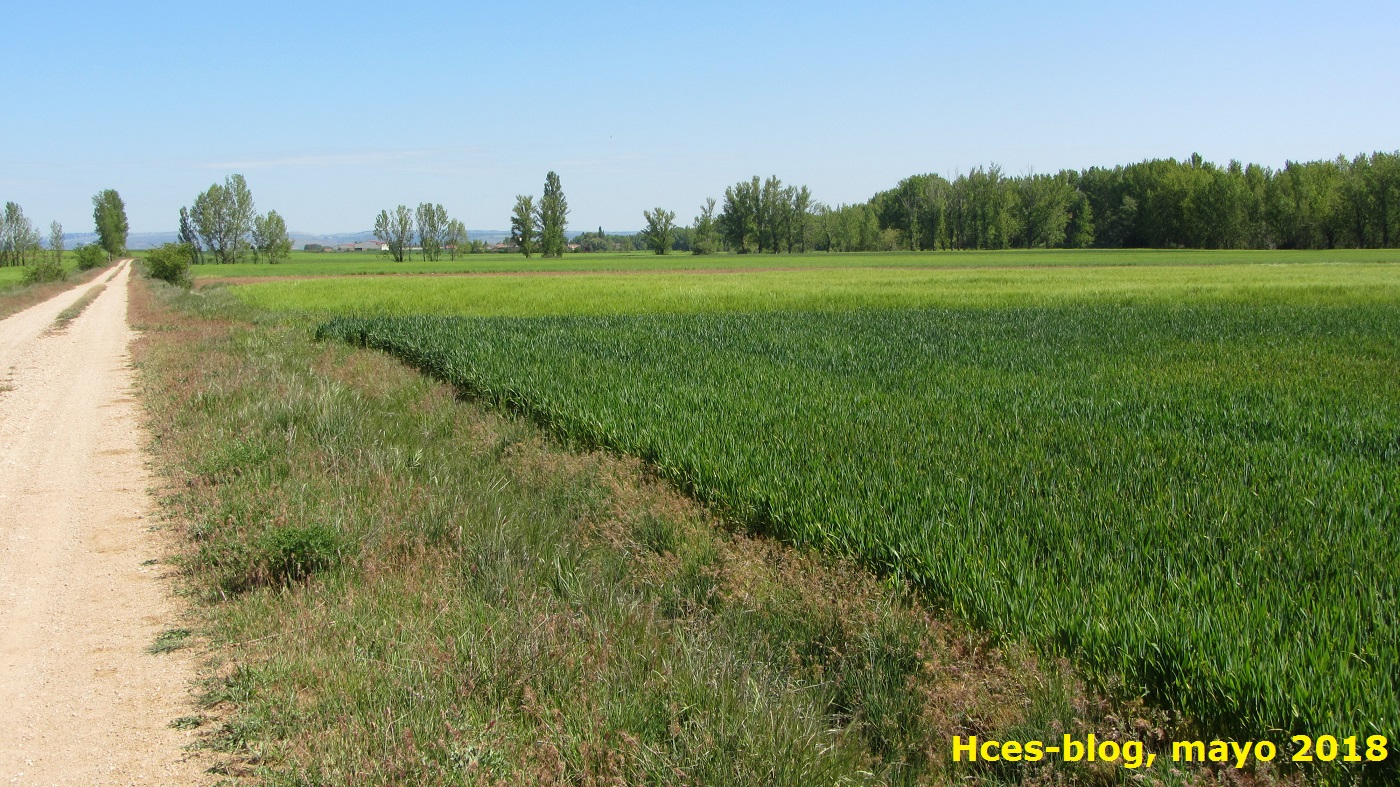 Huérmeces (Burgos): El río Brullés: de Fuencivil a Villasandino