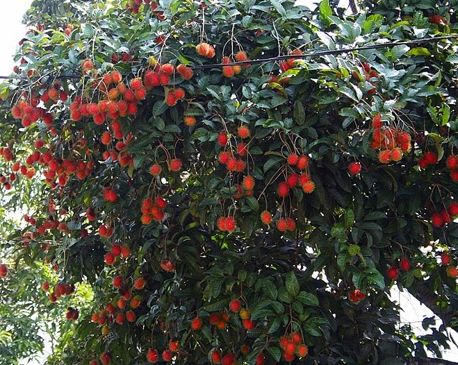 Dunia Tumbuhan (Flora): Rambutan