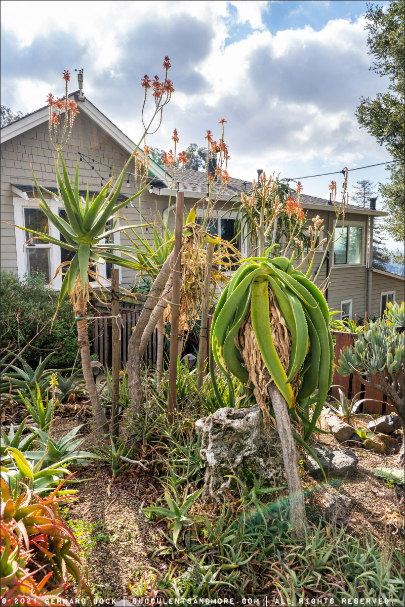 John Miller's fabulous aloe garden (January 2021)