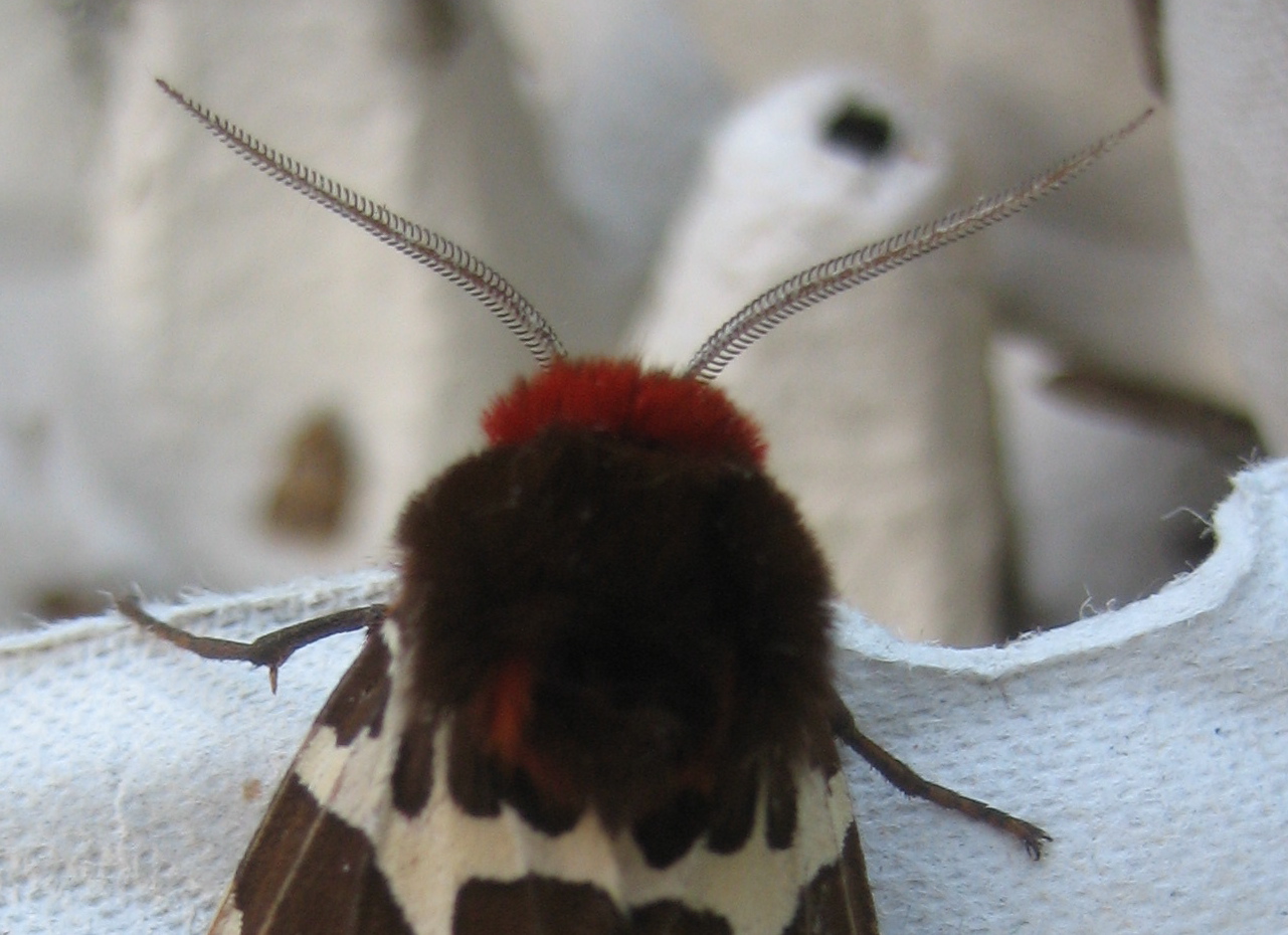 Martin's Moths: Tiger, tiger...