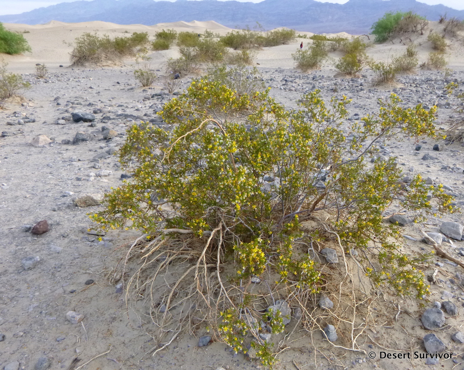 Desert Survivor: Desert Destination: Mesquite Flat Sand Dunes, Death ...