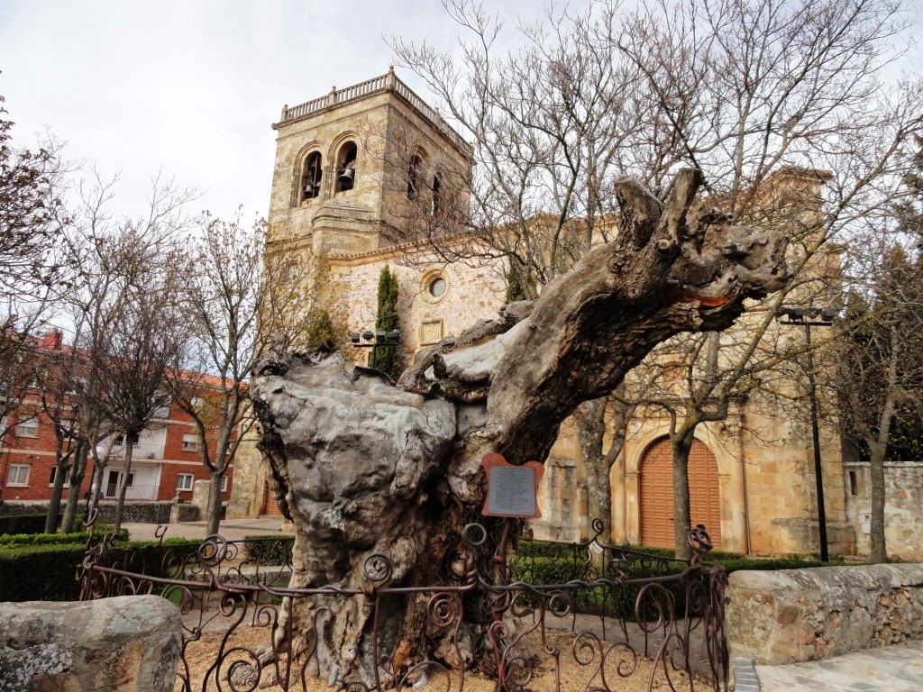 VENERABLES ÁRBOLES : ANTONIO MACHADO - A un olmo seco