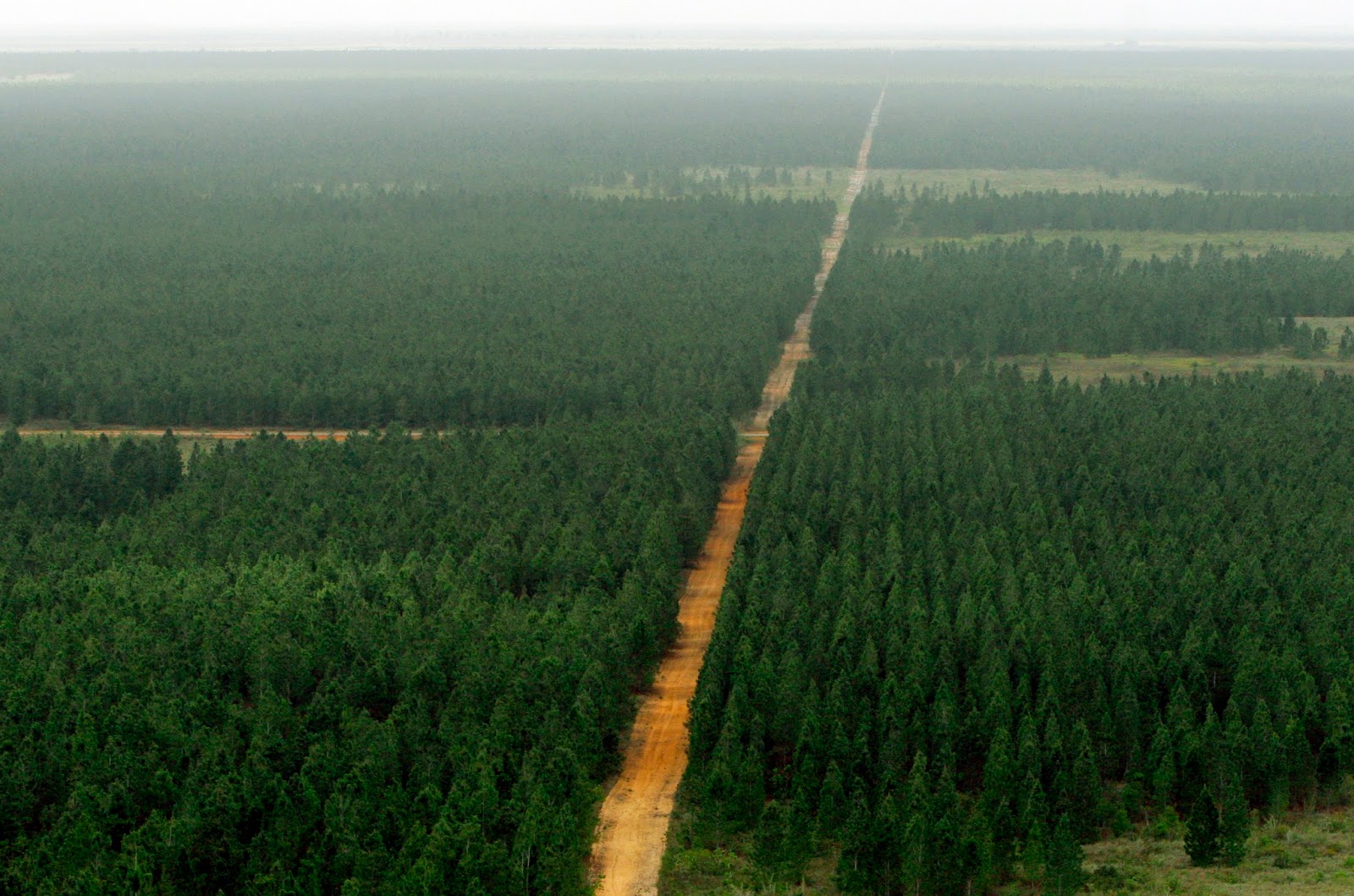 El bosque artificial más grande del mundo...¡A salvarlo!