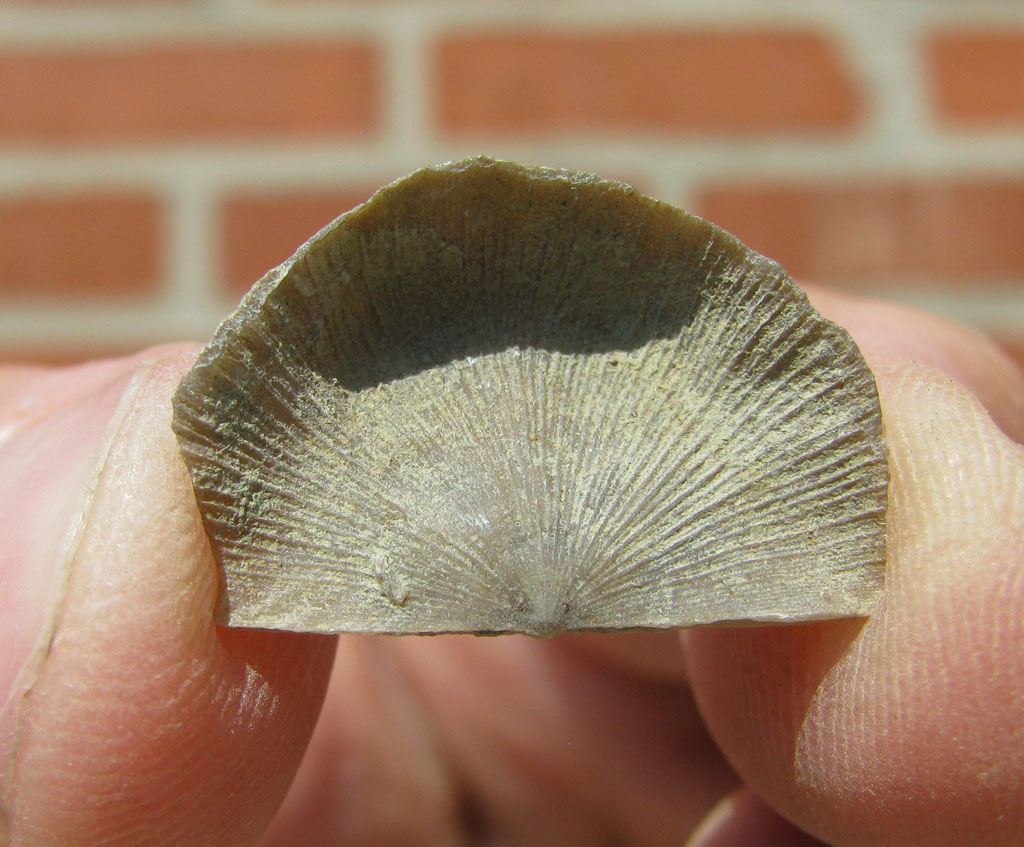 Views of the Mahantango: Amphistrophia funculata brachiopod from the ...