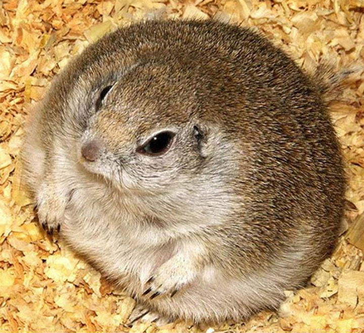 Sem açúcar, por favor: Ô bicho gordo!