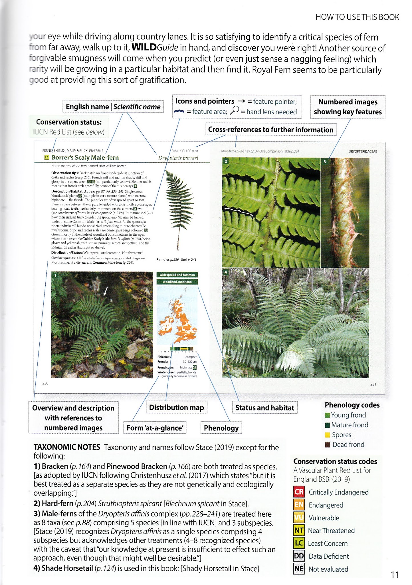 The Curious Naturalist: Britain's Ferns: A field guide to the ...