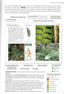 The Curious Naturalist: Britain's Ferns: A field guide to the ...