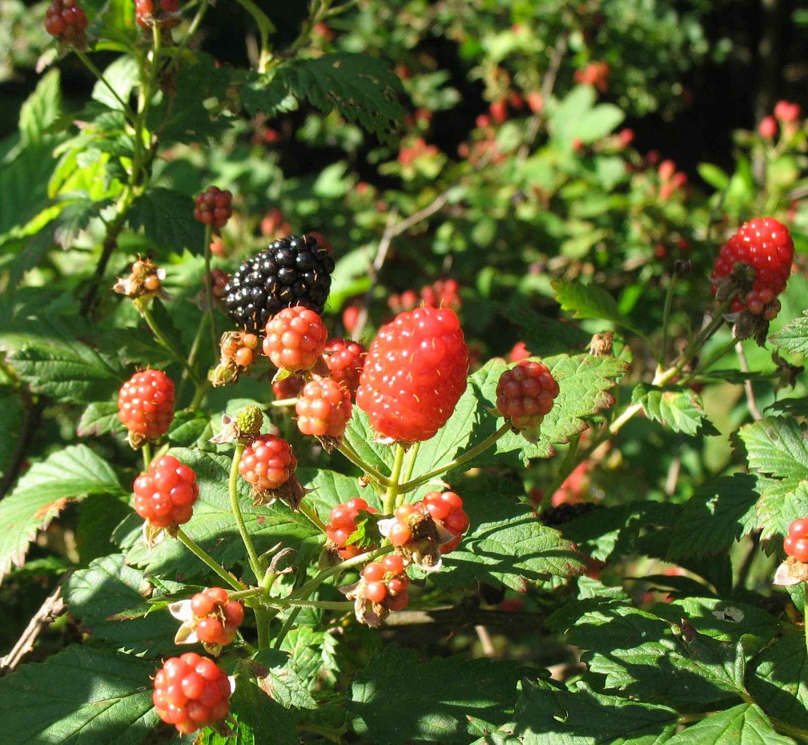 Using Georgia Native Plants: Roadside Plants in June