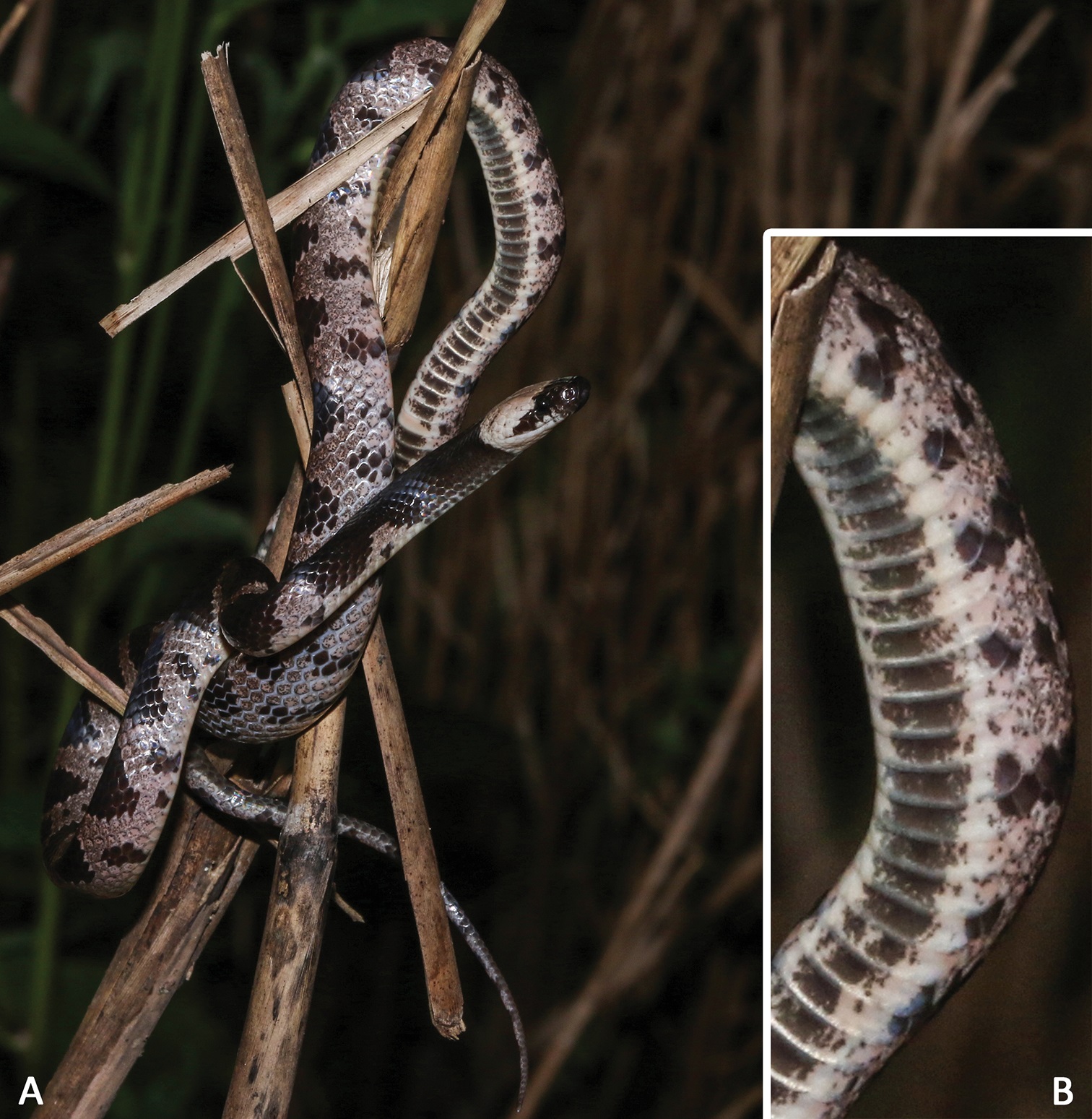 Species New to Science: [Herpetology • 2020] Lycodon cathaya • A New ...