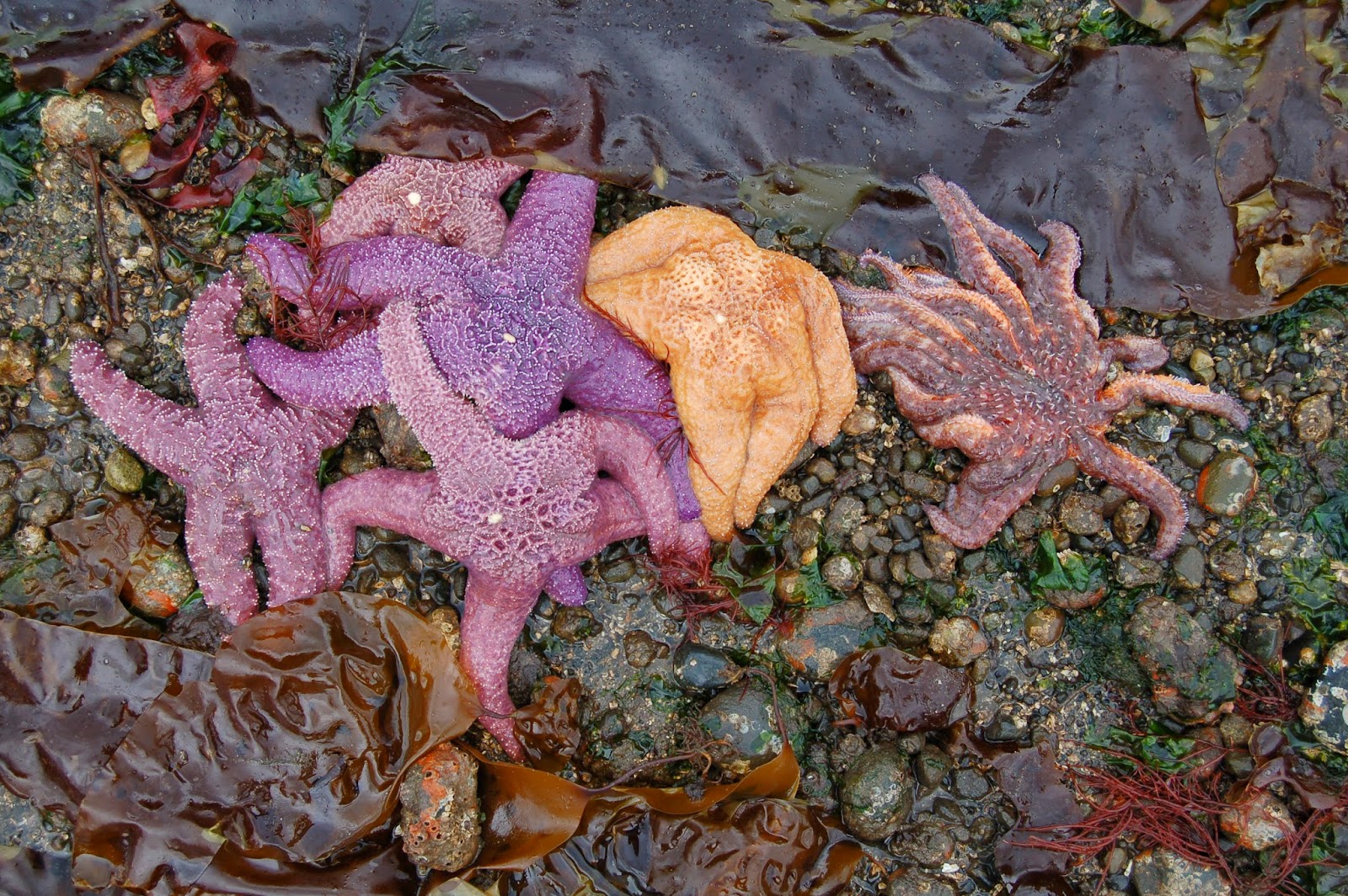 Protect Our Shoreline News: West Coast Starfish Die Off Still a Mystery