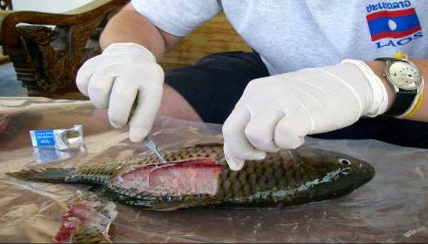 What Is Heavy Metal On Fish at Melba Maxwell blog