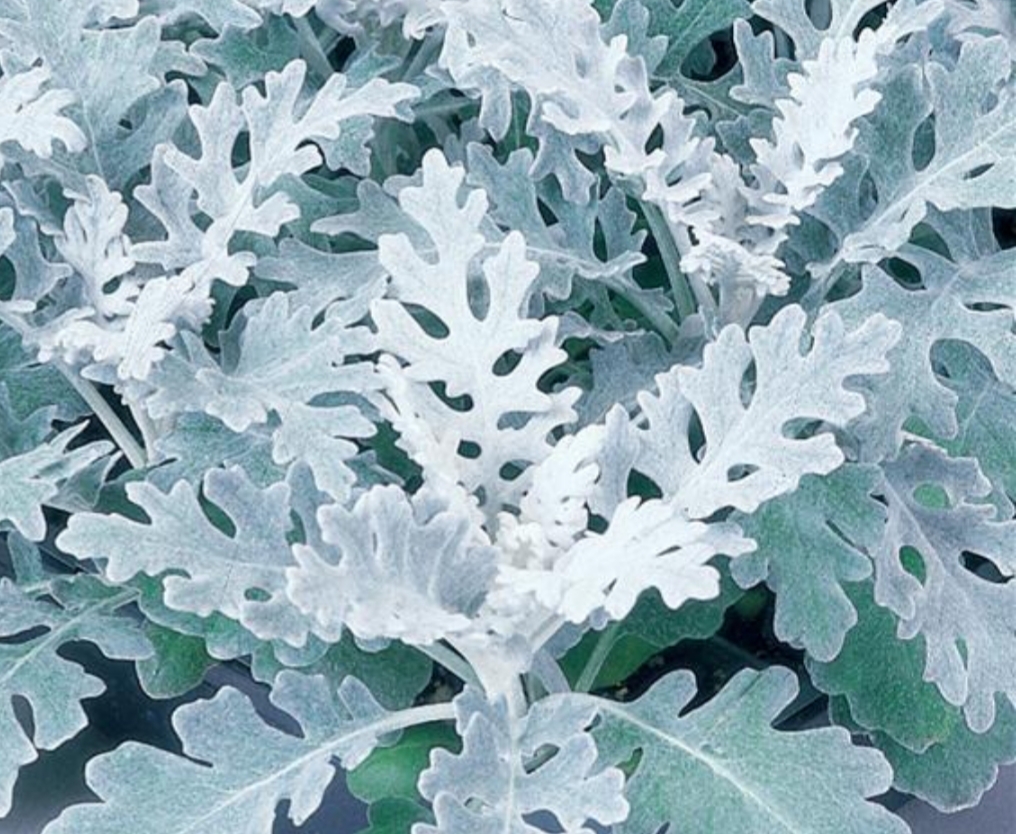 Greenery for Altar Flowers