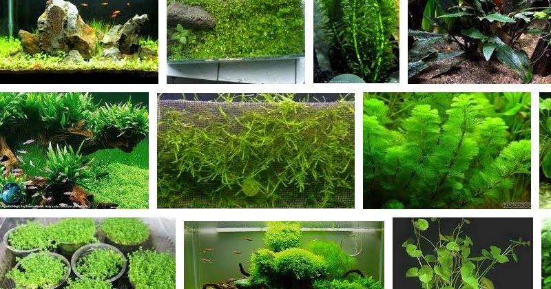 Jenis Tanaman Akuarium Yang Gampang Didapat Di Sekitar Kita - Rahasia ...
