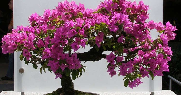 Cara Agar Bougenville Berbunga Lebat