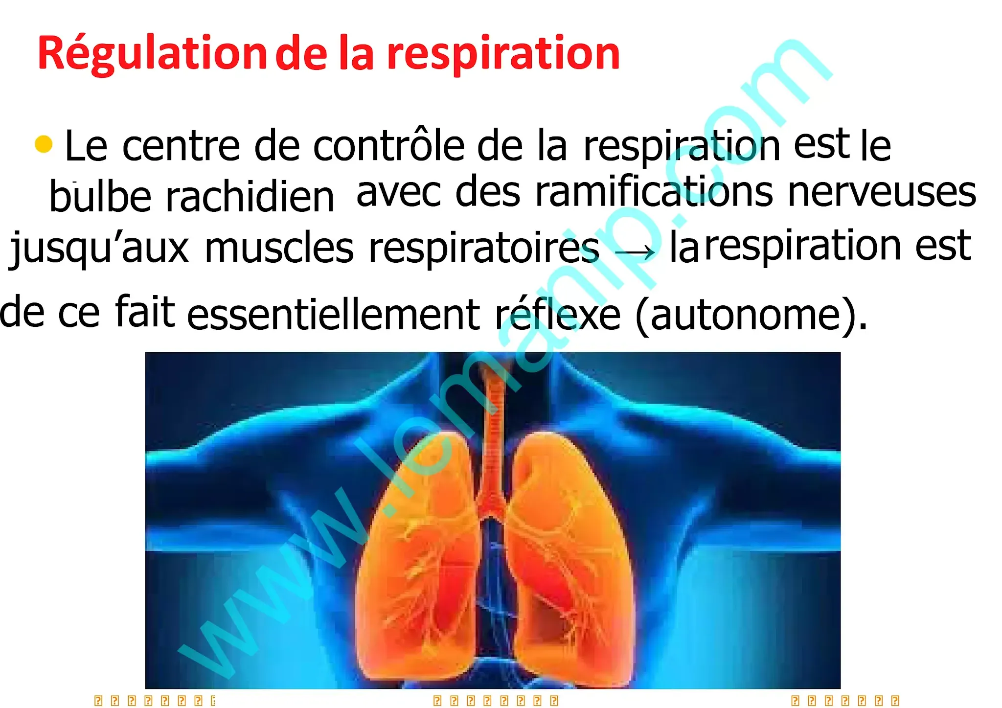 Appareil Respiratoire : Anatomie Et Physiologie