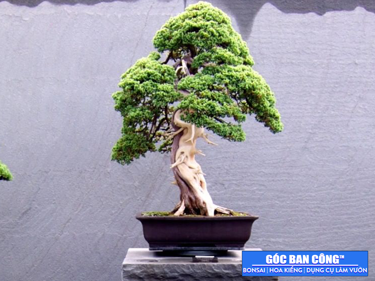 TỔNG HỢP NHỮNG TÁC PHẨM BONSAI MINI ĐẸP ĐỘC LẠ - PHẦN 6