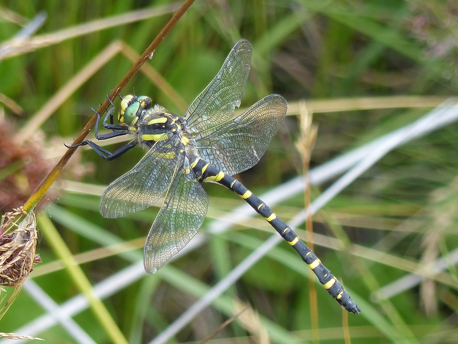 Linacre Blogger: Golden-ringed Dragonfly