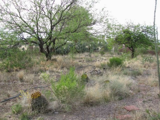Learning to Garden All Over Again: Mesquite and underneath